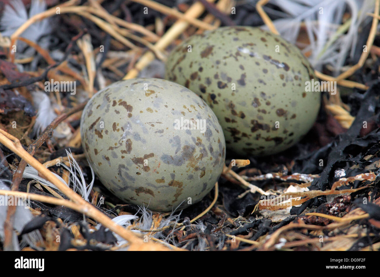 New zealand eggs hi-res stock photography and images - Alamy