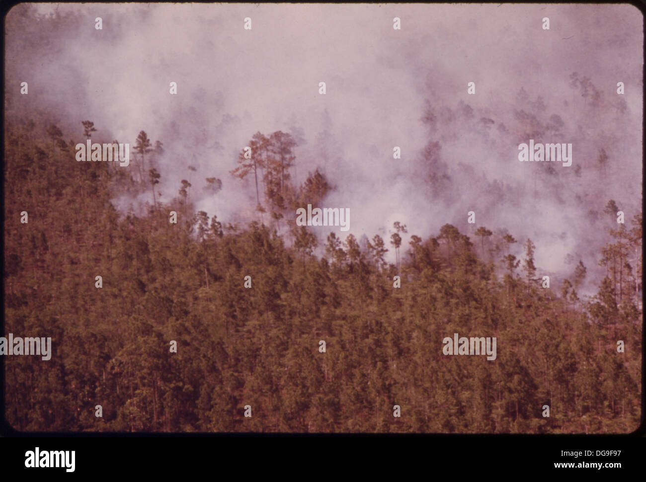 Forest fires in the everglades hi-res stock photography and images - Alamy