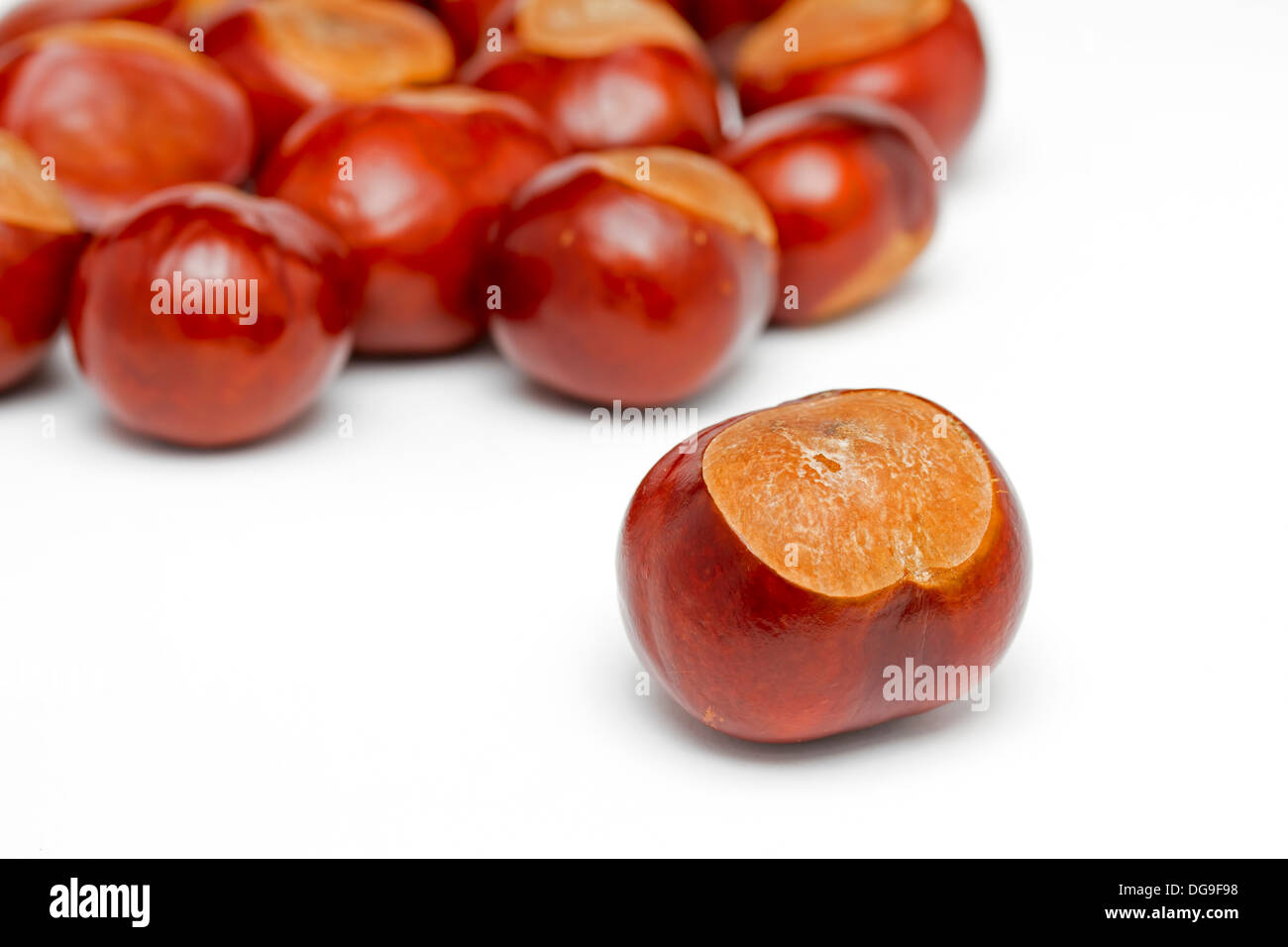 Conkers on a white background Stock Photo - Alamy