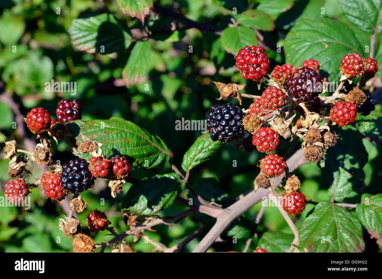 Wild blackberries (Rubus fruticosus) also called brambles in a hedgerow ...