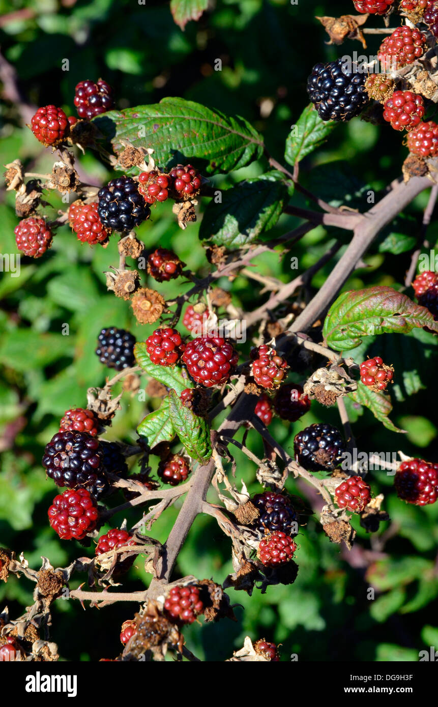 Wild blackberries (Rubus fruticosus) also called brambles in a hedgerow ...