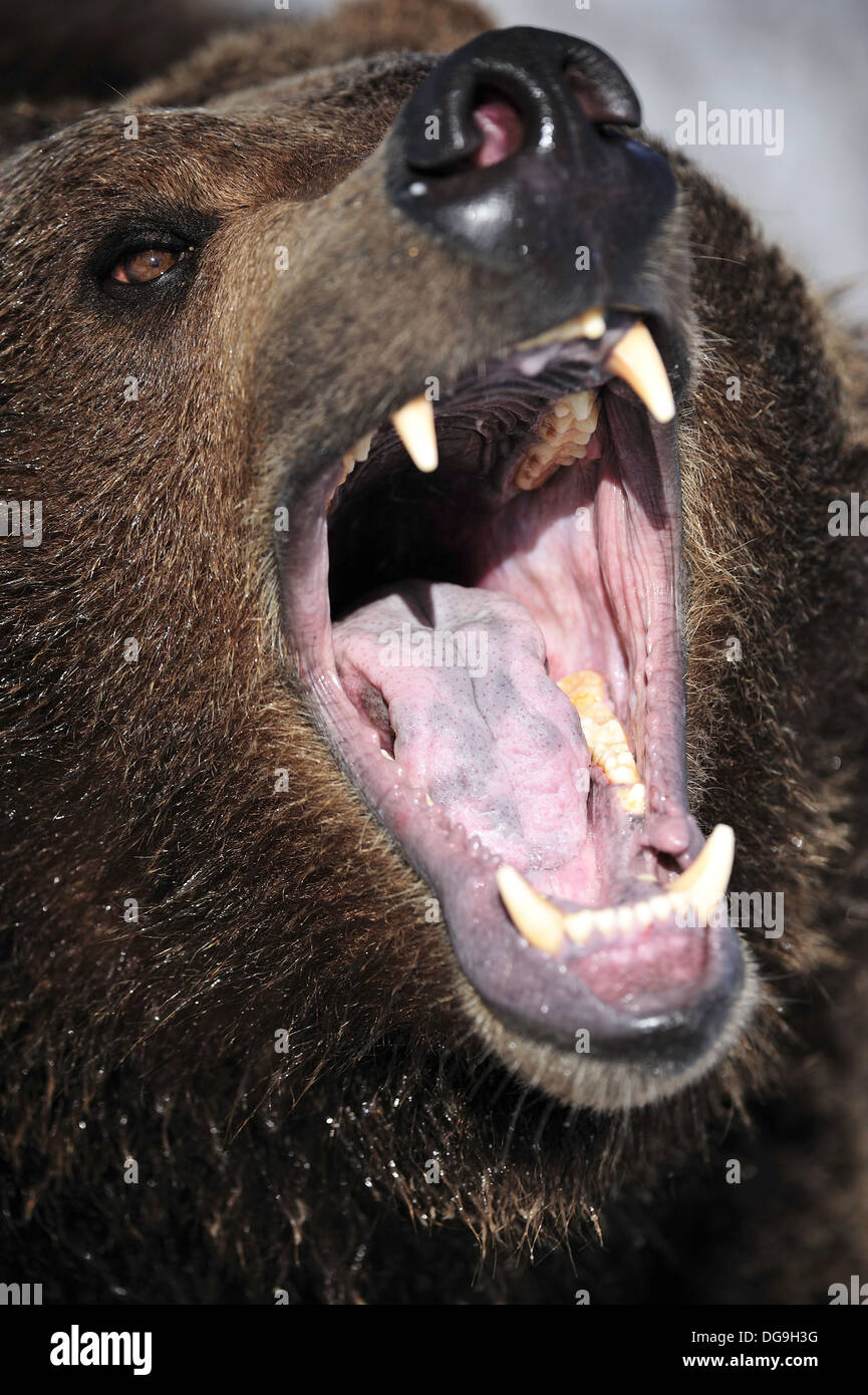 Grizzly bear ursus captive snarling hi-res stock photography and images ...