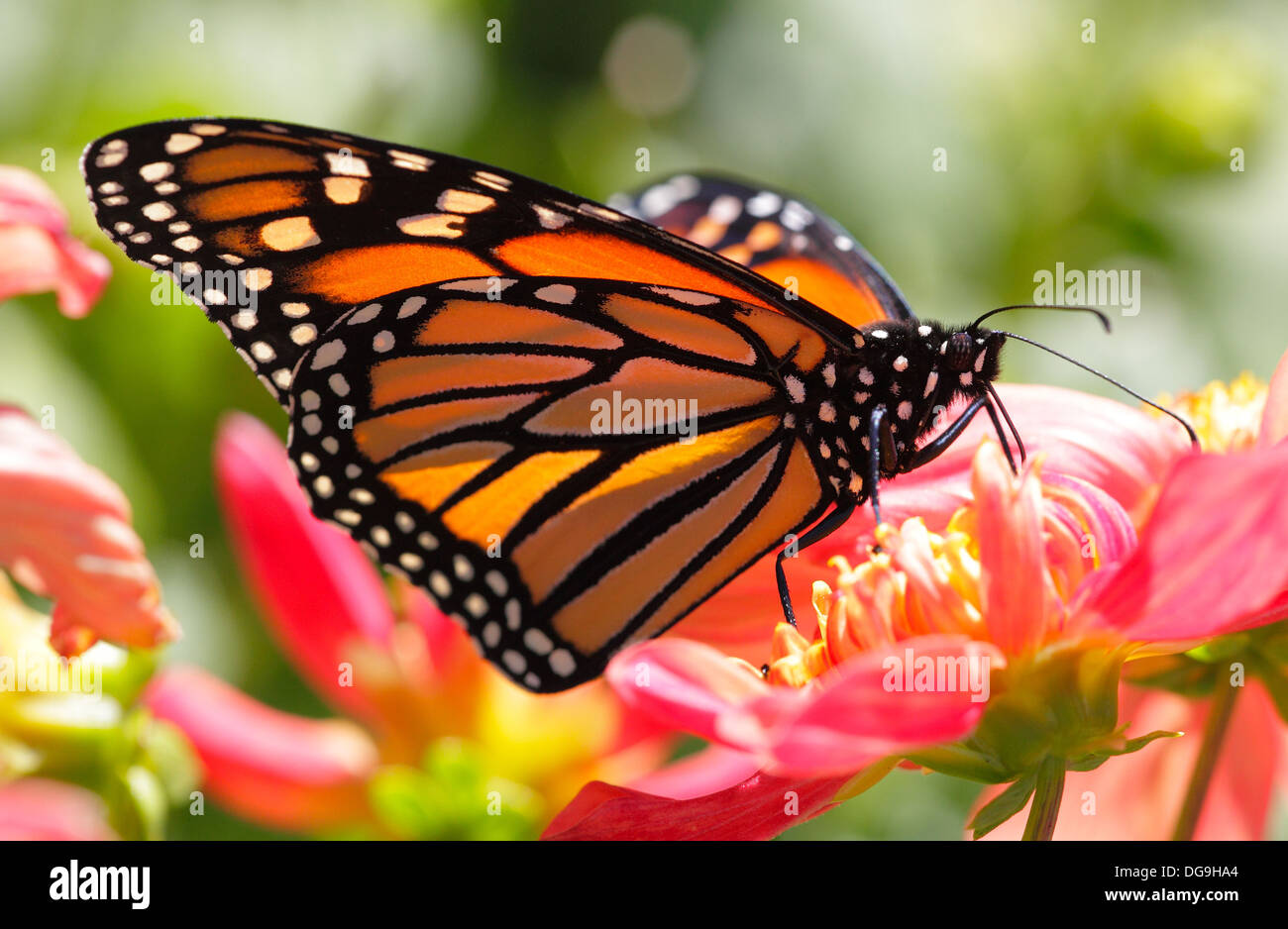 Monarch butterfly (Danaus plexippus Stock Photo - Alamy