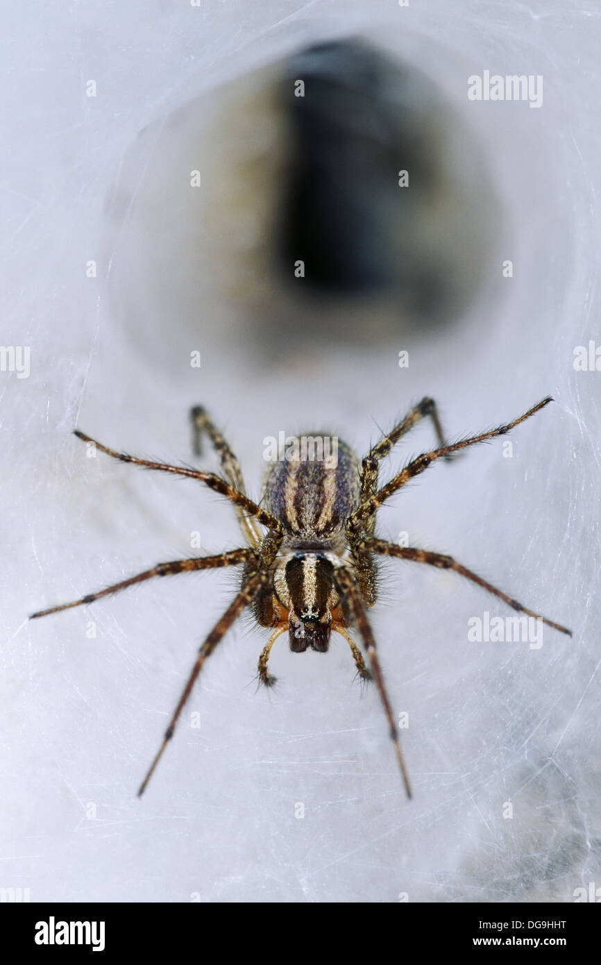 Funnel trap hi-res stock photography and images - Alamy