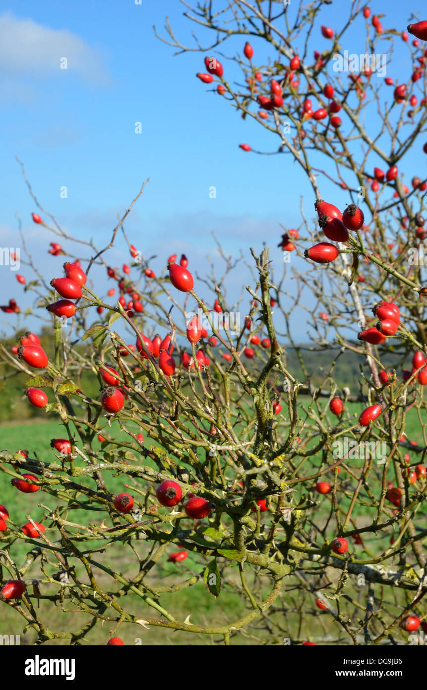 The rose hip also known as rose haw or rose hep is the fruit of the ...