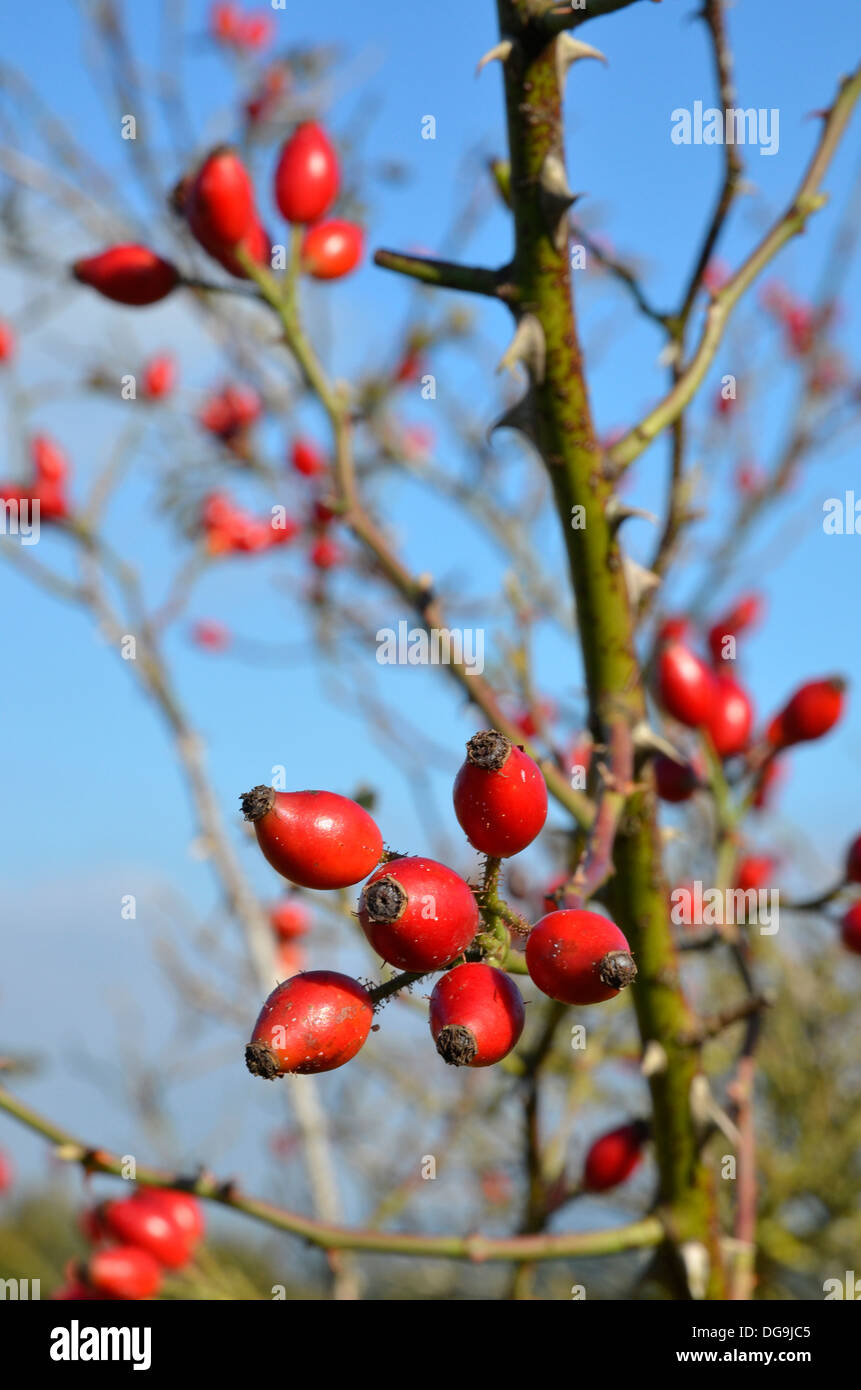 The rose hip also known as rose haw or rose hep is the fruit of the ...