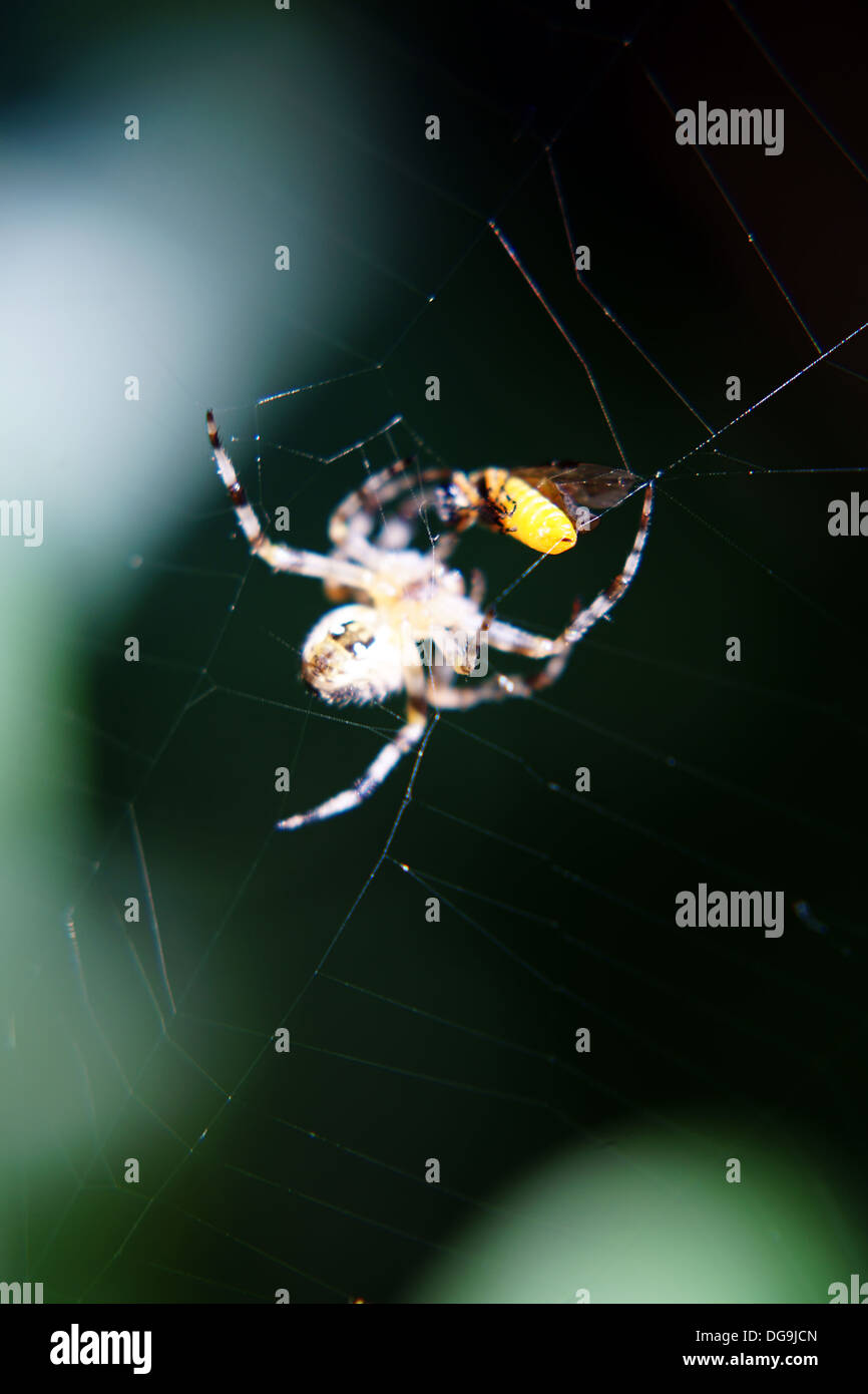Spider with prey Stock Photo - Alamy