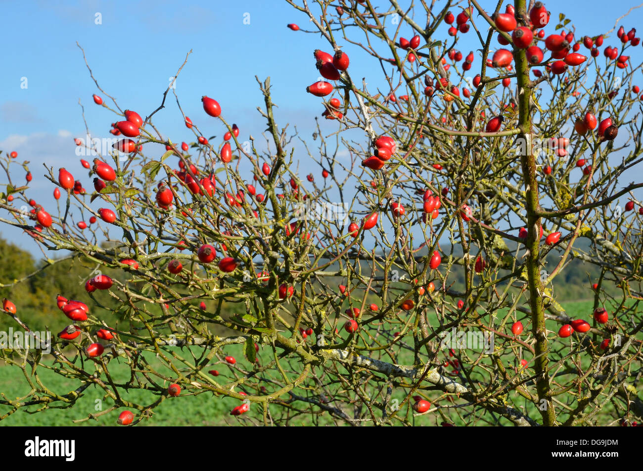 The rose hip also known as rose haw or rose hep is the fruit of the ...