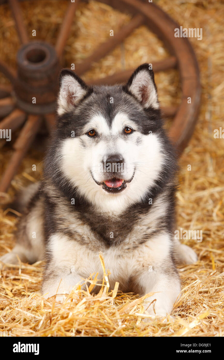 Male malamute hi-res stock photography and images - Alamy
