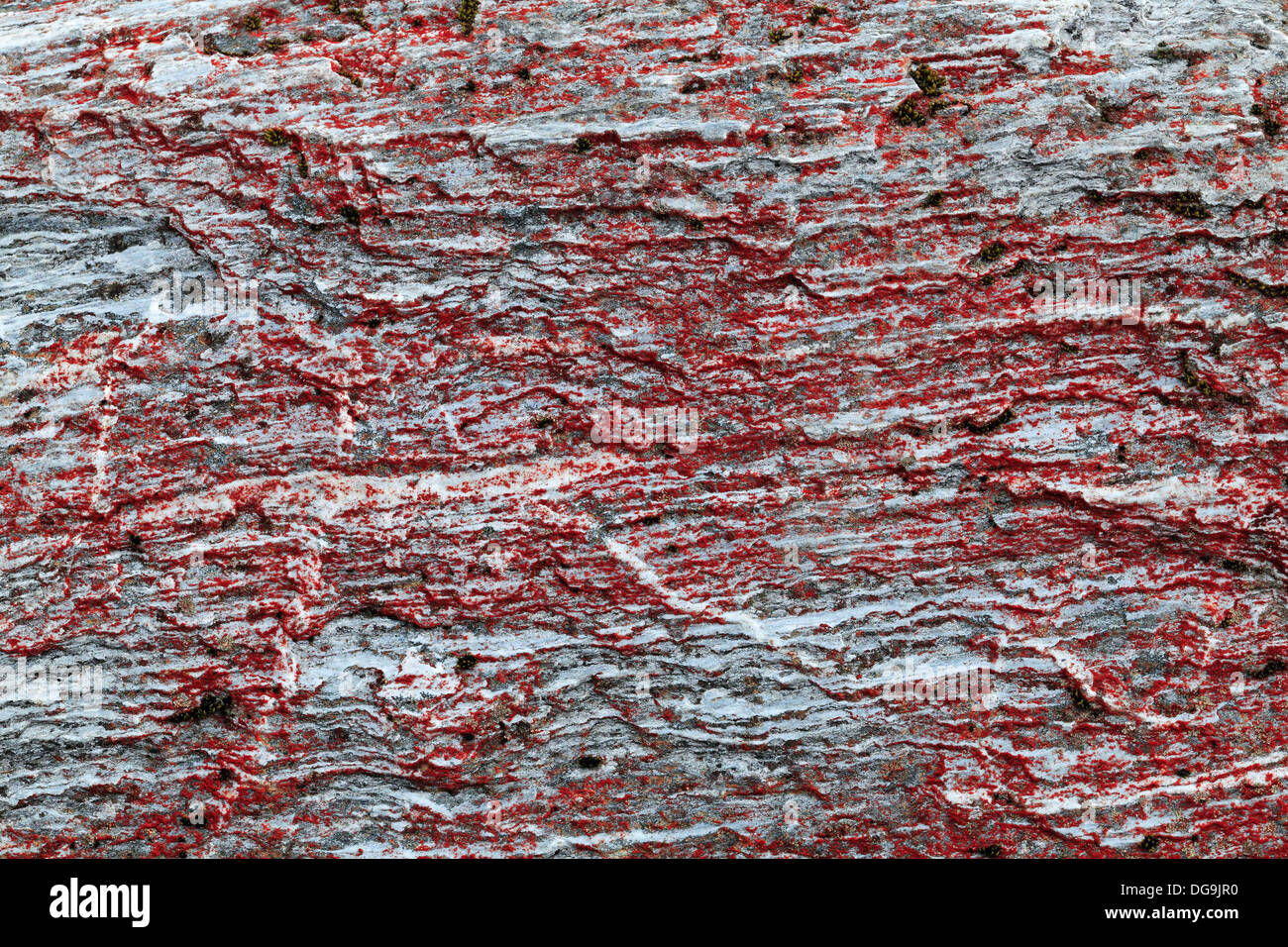 Red lichen on the rock Stock Photo - Alamy