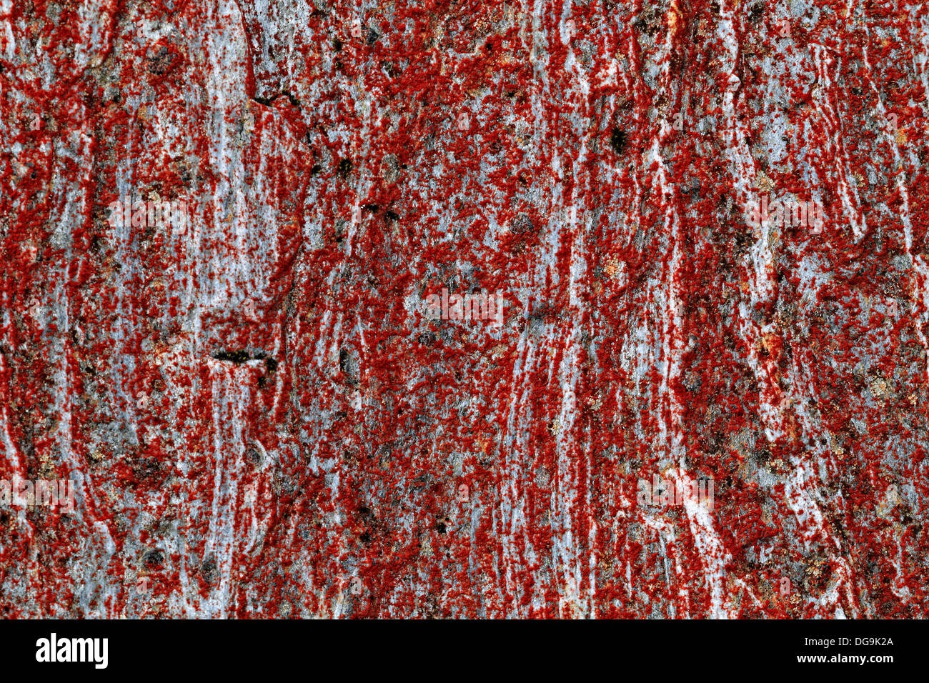 Lichen rock red hi-res stock photography and images - Alamy