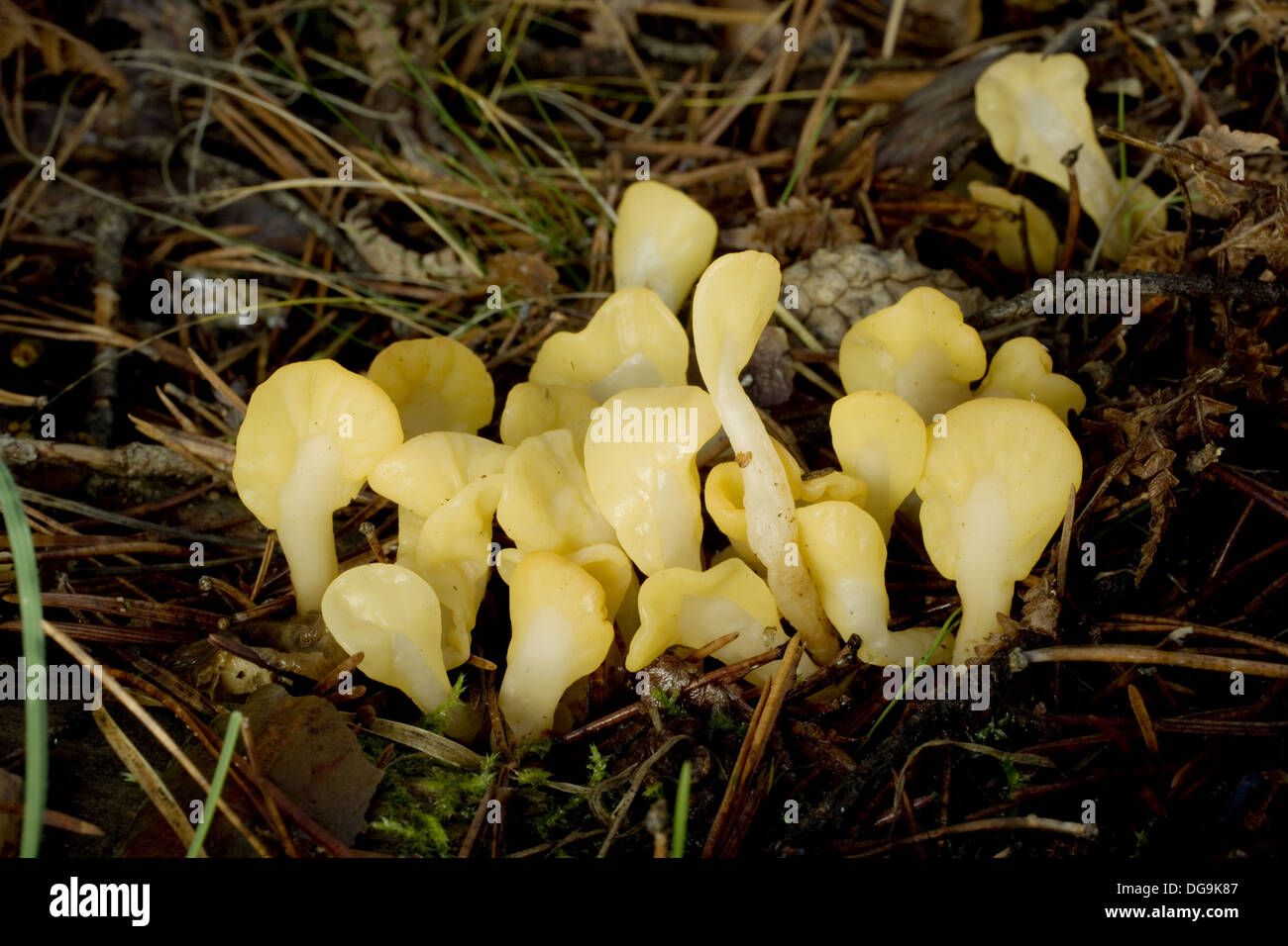 Spathularia High Resolution Stock Photography and Images - Alamy