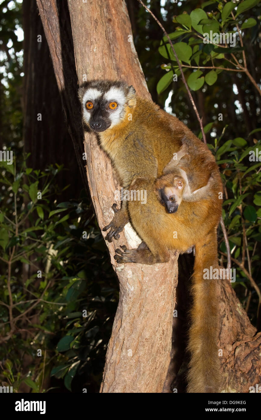 Maki rouge hi-res stock photography and images - Alamy
