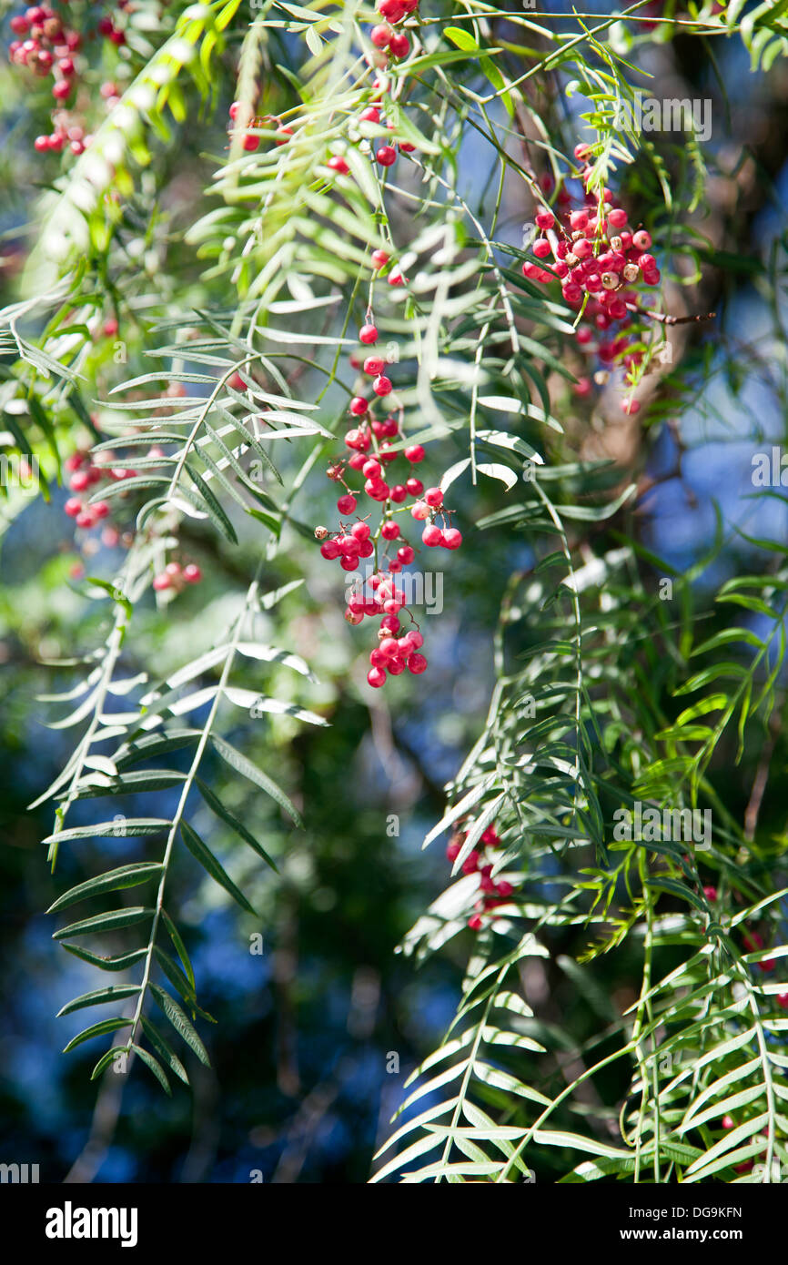 Schinus molle or Peruvian Pepper Tree growing wild in Sardinia Stock ...