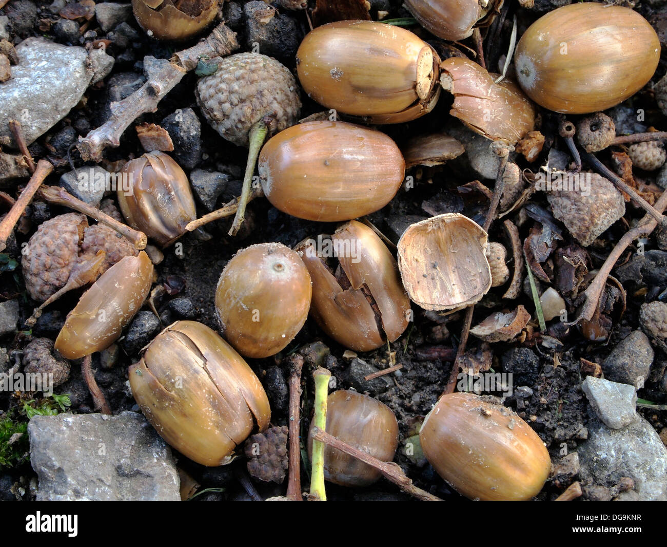 Oak nuts hi-res stock photography and images - Alamy