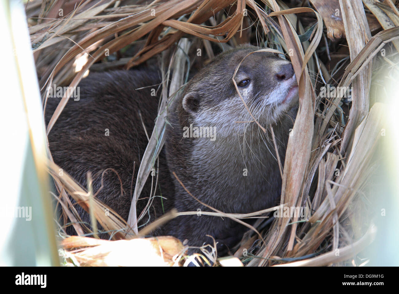 Otter in her nest Stock Photo - Alamy