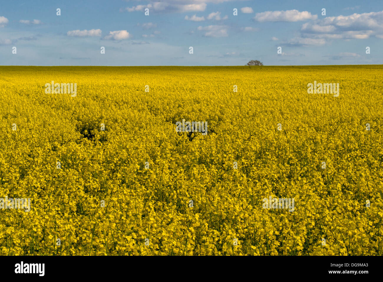 Field of Rapeseed, also known as rape, oilseed rape, rapa, rappi ...