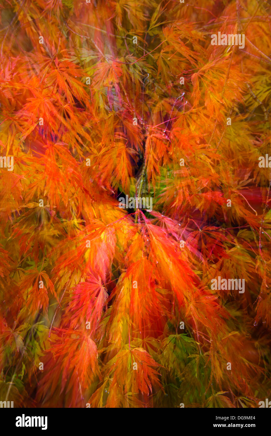 Yellow acer palmatum dissectum leaves hi-res stock photography and ...
