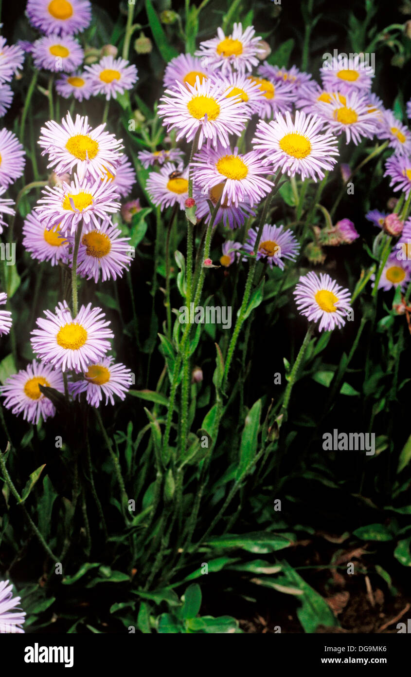 Subalpine daisy hi-res stock photography and images - Alamy