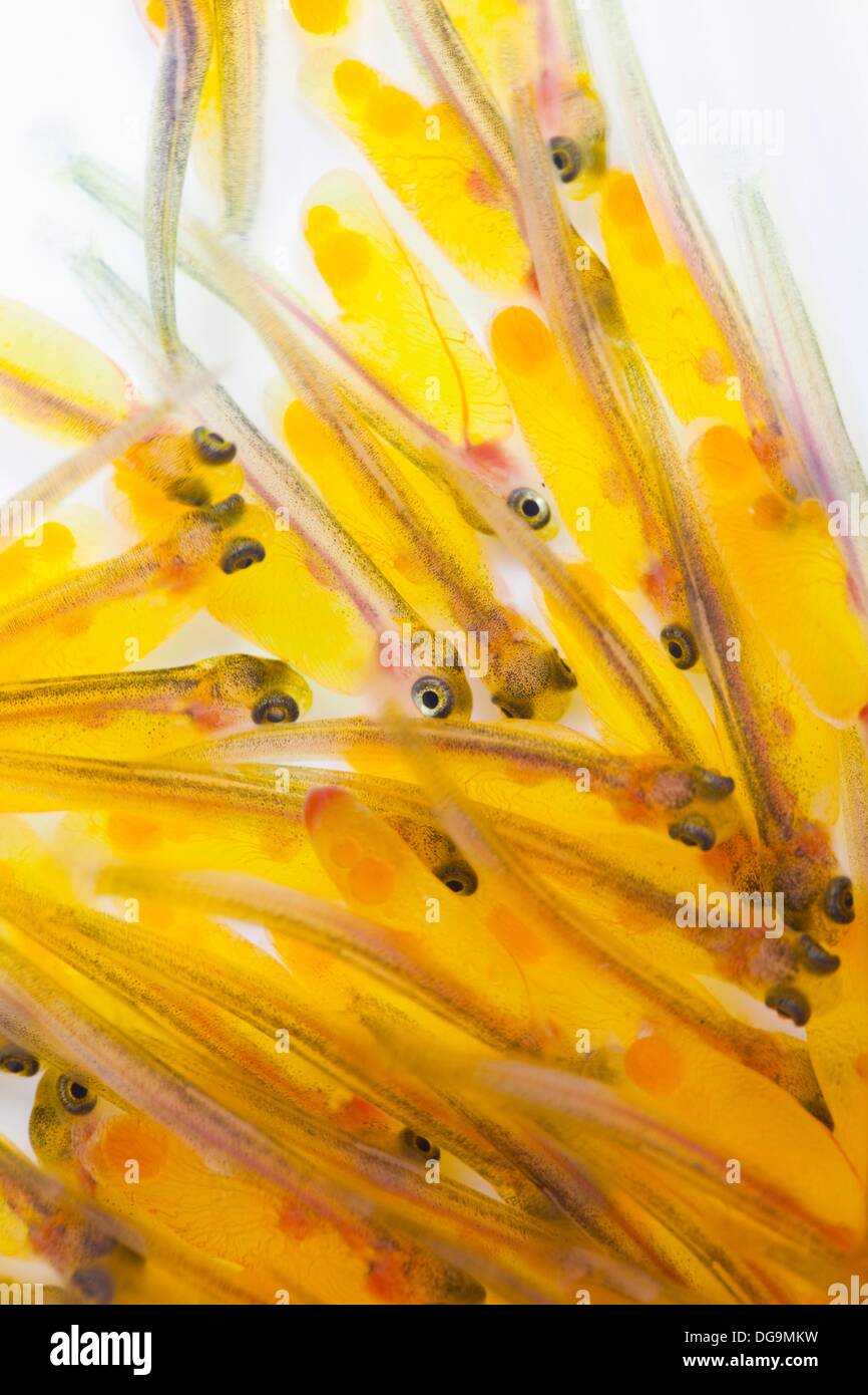 Translucent Larvae High Resolution Stock Photography and Images - Alamy