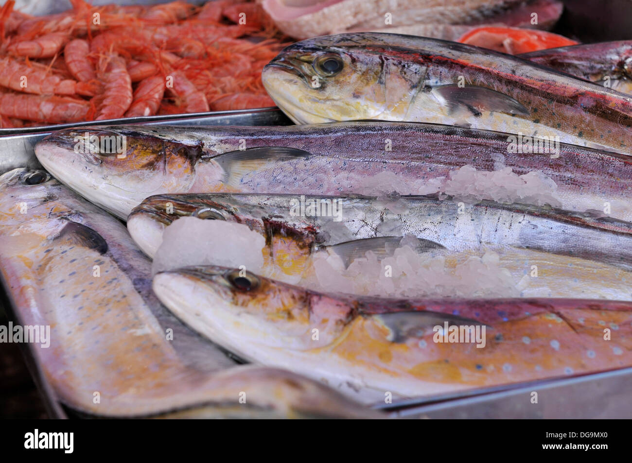 Lampuki malta hi-res stock photography and images - Alamy