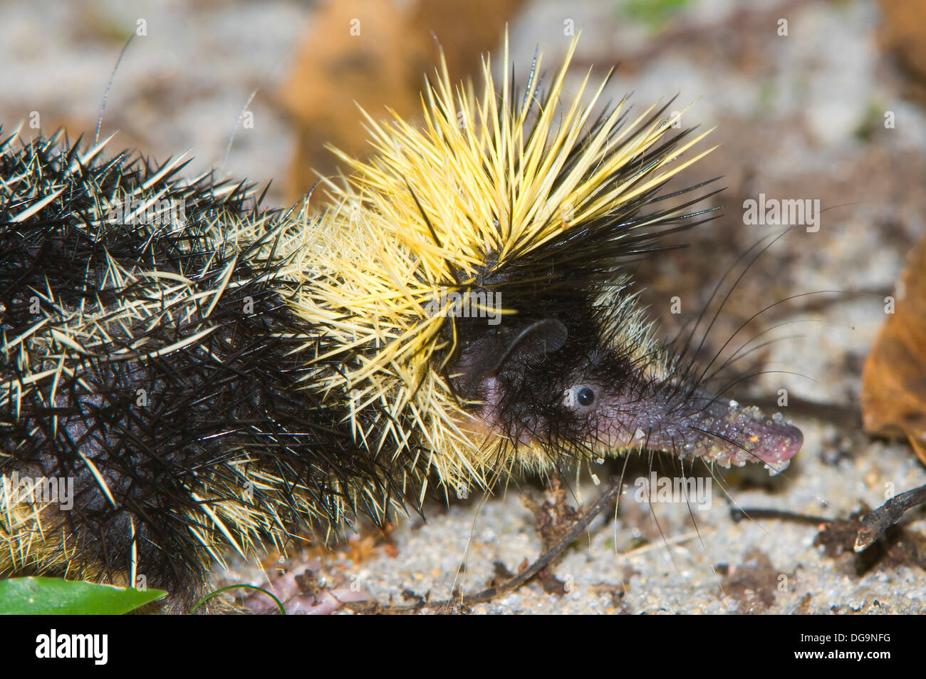 Tenrecidae family hi-res stock photography and images - Alamy