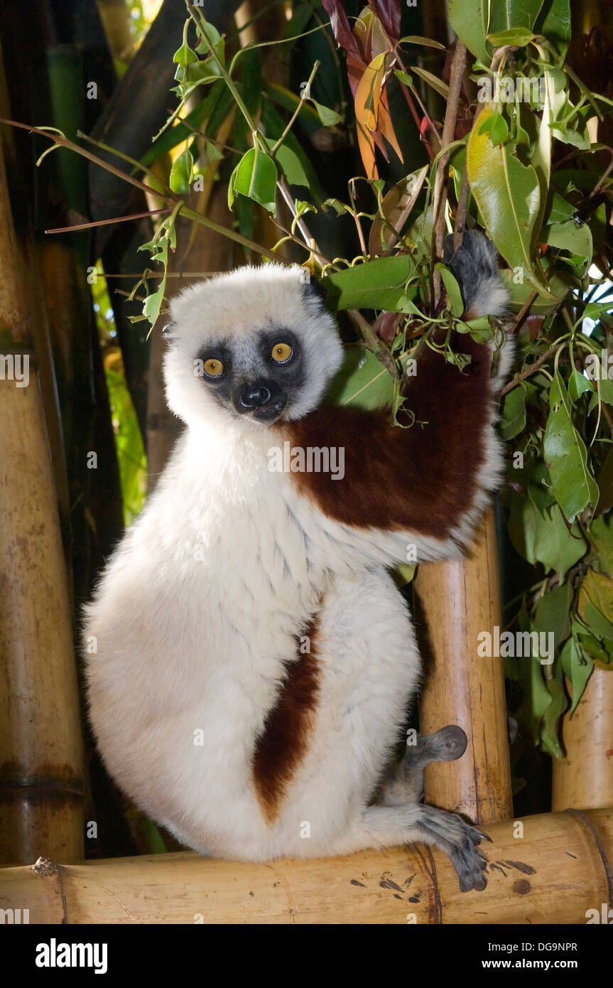 Coquerel hi-res stock photography and images - Alamy