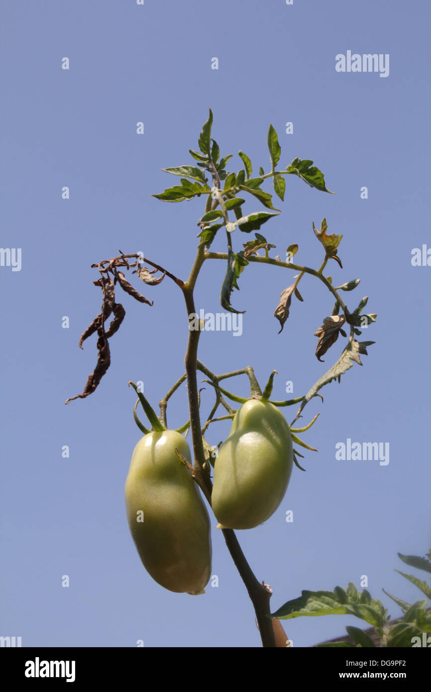 tomato plant growing in garden in italy Stock Photo - Alamy