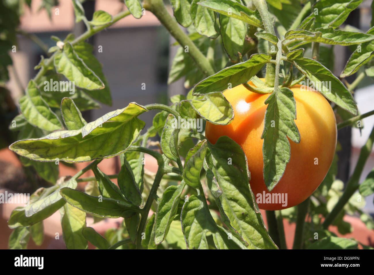 tomato plant growing in garden in italy Stock Photo - Alamy