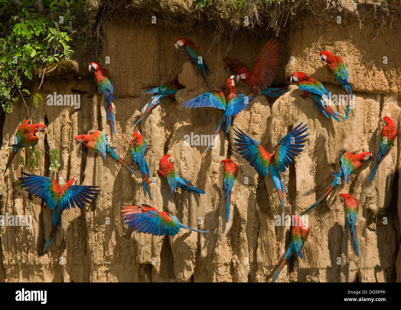 Manu National Park, Peru Stock Photo - Alamy