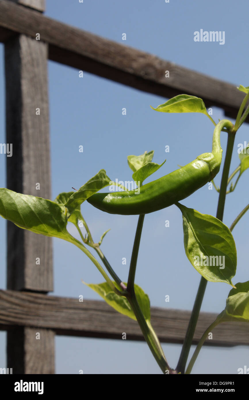 green friggitello peppers growing in garden in rome italy Stock Photo ...