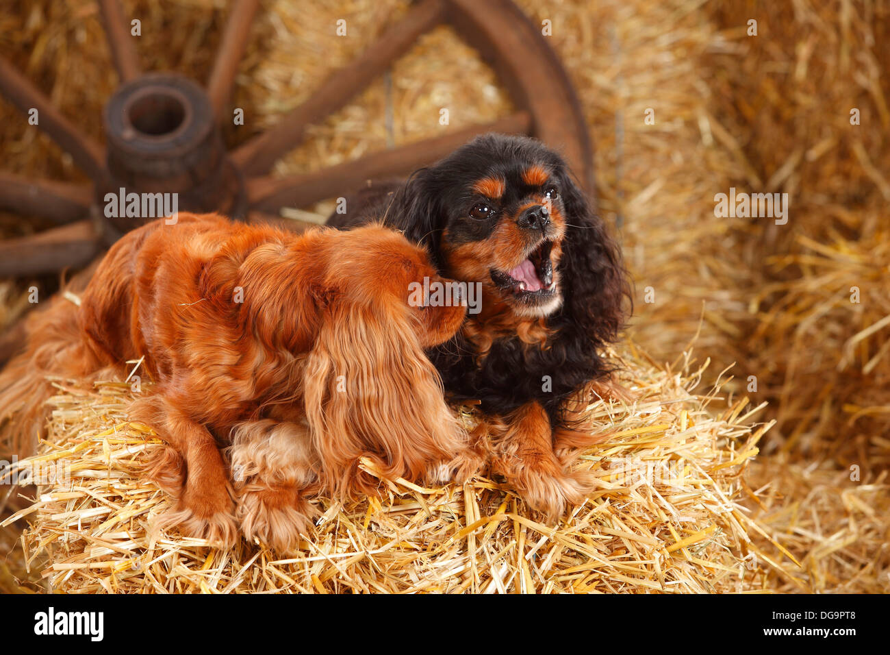 Cavalier King Charles Spaniel, ruby and black-and-tan |Cavalier King ...