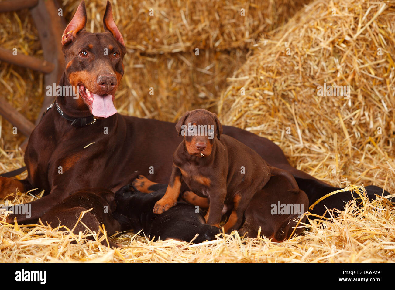 Dobermann Pinscher, bitch with puppies, 5 weeks / ears cropped, tail ...