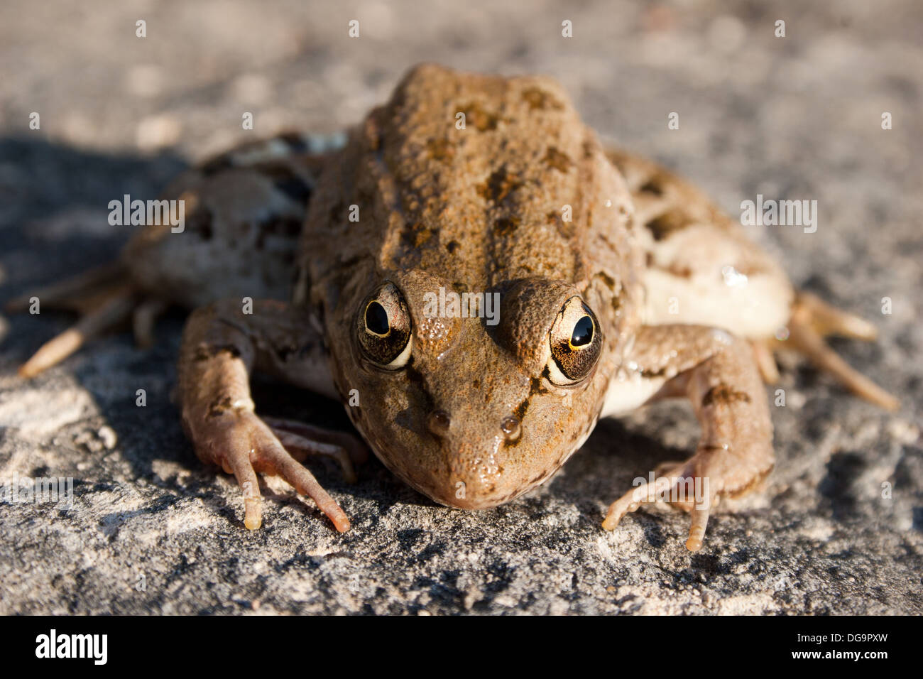 Algas river hi-res stock photography and images - Alamy