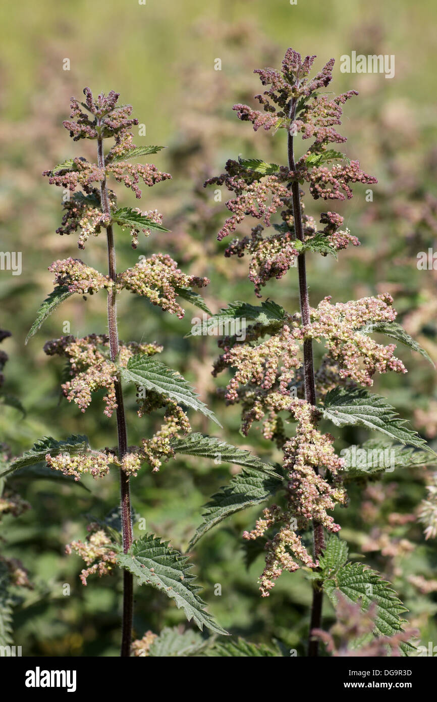 Flowering Common Nettle or Stinging Nettle Urtica dioica Stock Photo ...