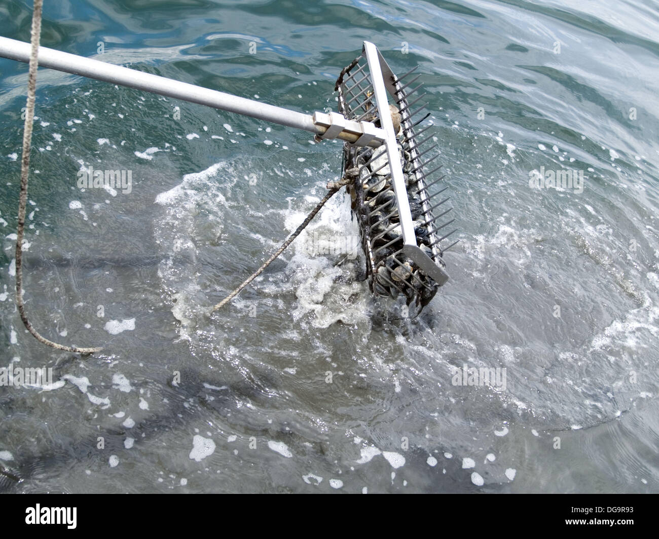 Quahaug hi-res stock photography and images - Alamy