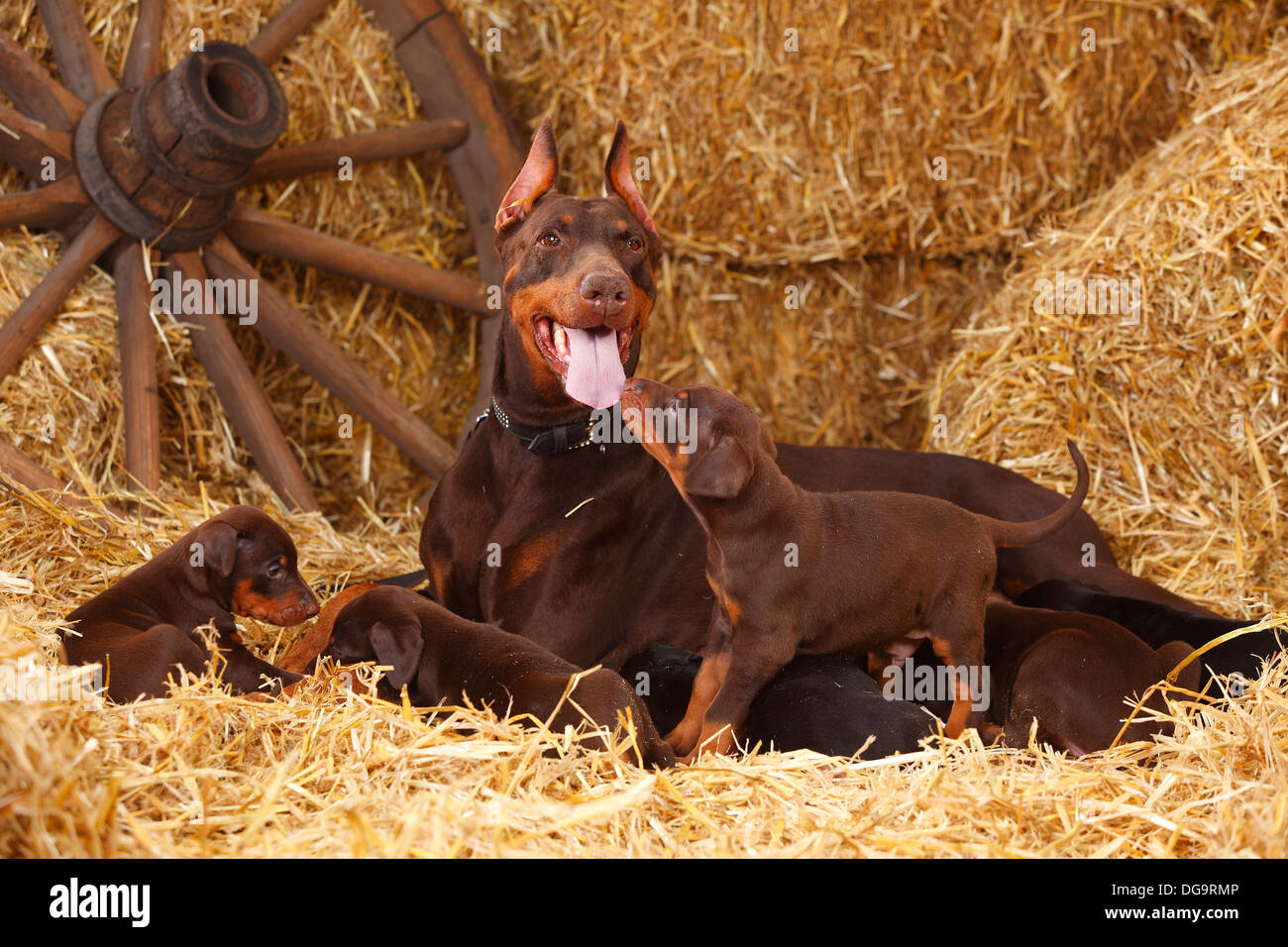 Dobermann Pinscher, bitch with puppies, 5 weeks / ears cropped, tail ...