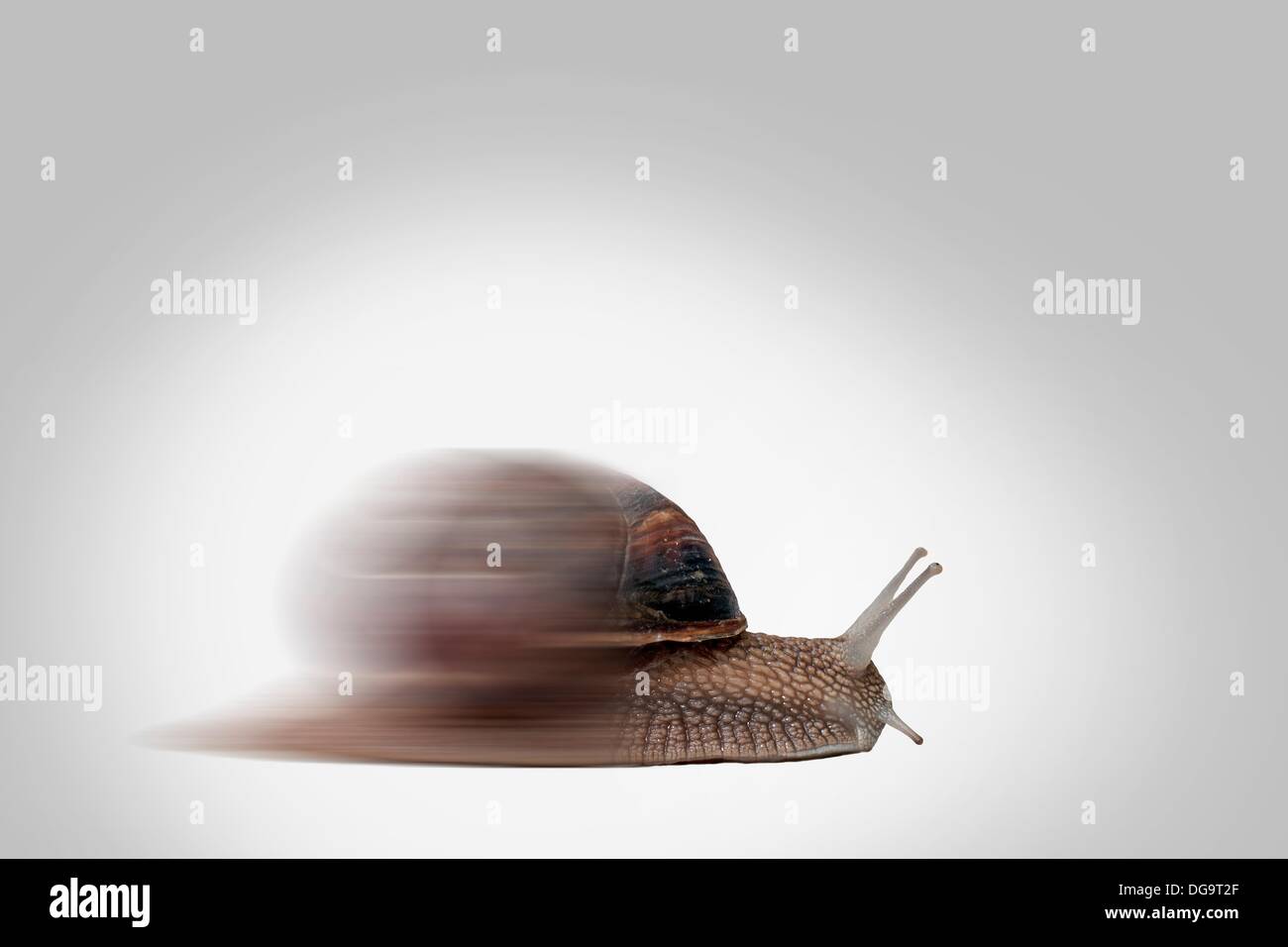 Snail profile hi-res stock photography and images - Alamy