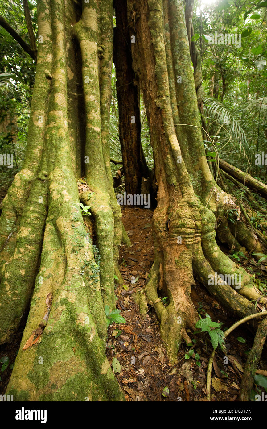 Manu nature reserve hi-res stock photography and images - Alamy