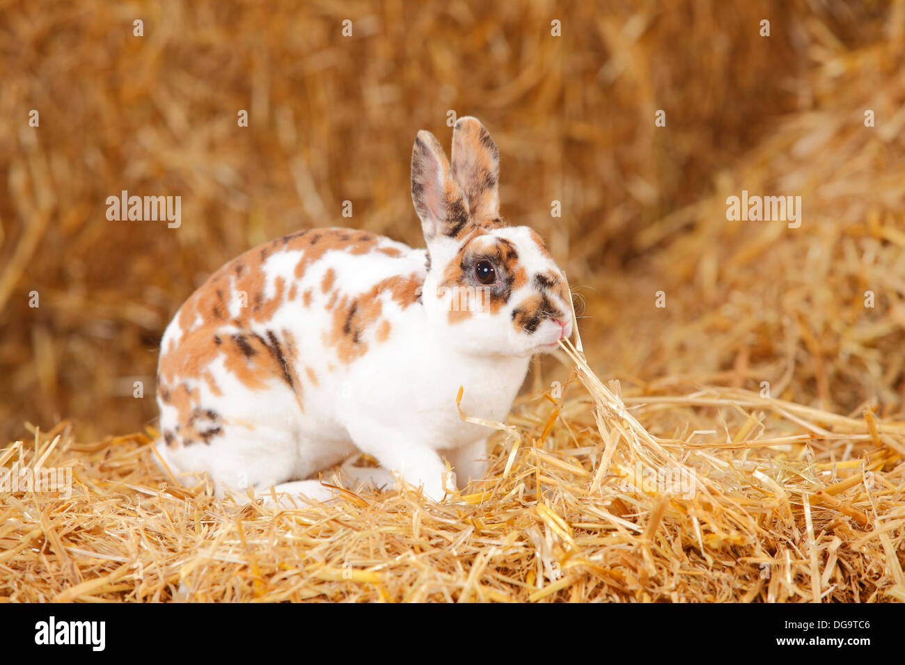 Dwarf Rex Rabbit, dalmatian tricolour Stock Photo - Alamy