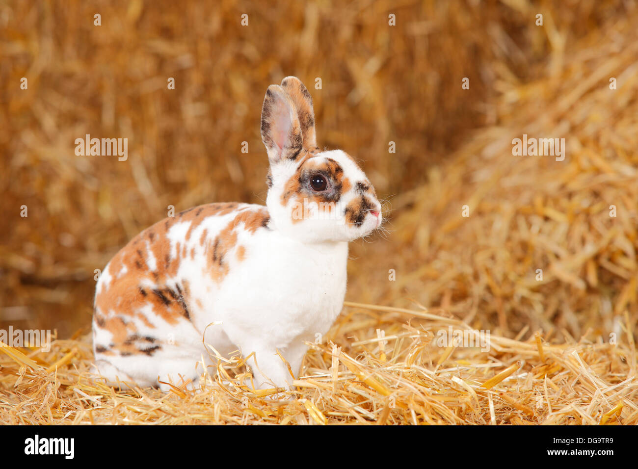 Dwarf Rex Rabbit, dalmatian tricolour Stock Photo - Alamy