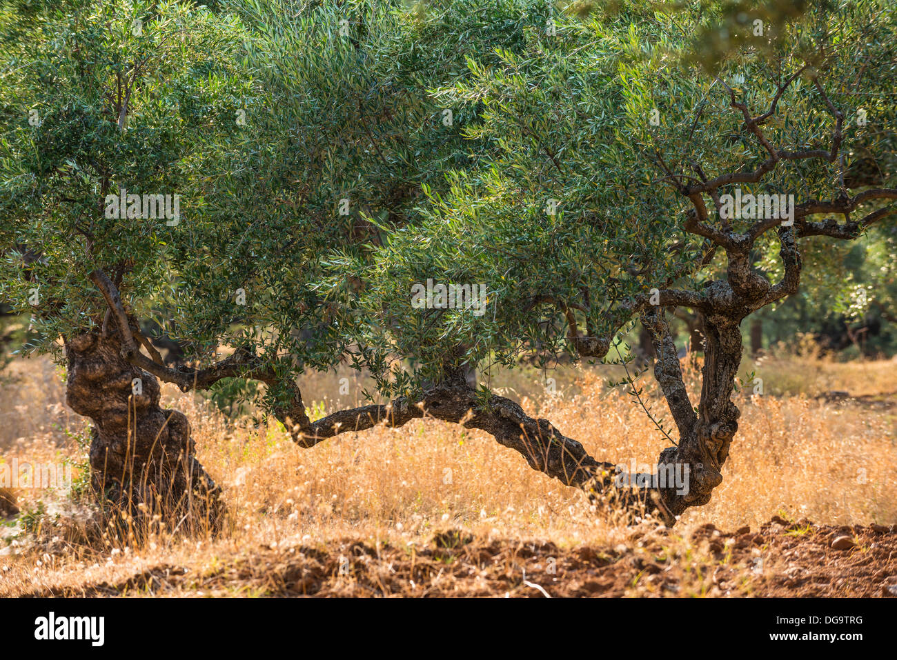 Terraces olive trees hi-res stock photography and images - Alamy
