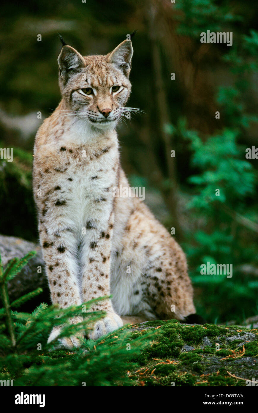Lynx headshot hi-res stock photography and images - Alamy