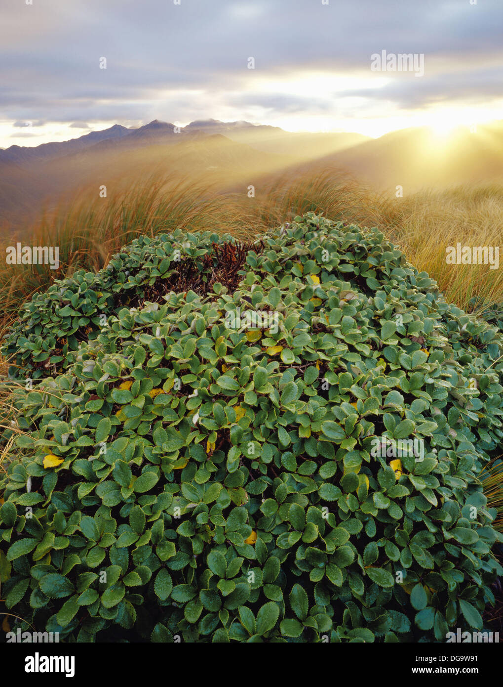 Tararua Forest Park High Resolution Stock Photography and Images - Alamy