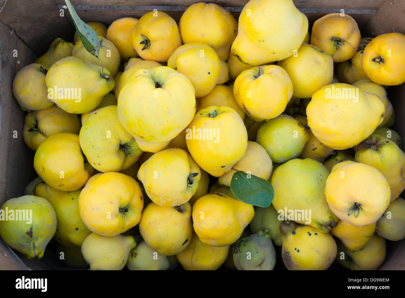 Quince fruit fruits hi-res stock photography and images - Alamy