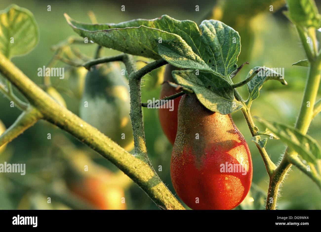 Pear Shaped Tomatoes High Resolution Stock Photography and Images - Alamy