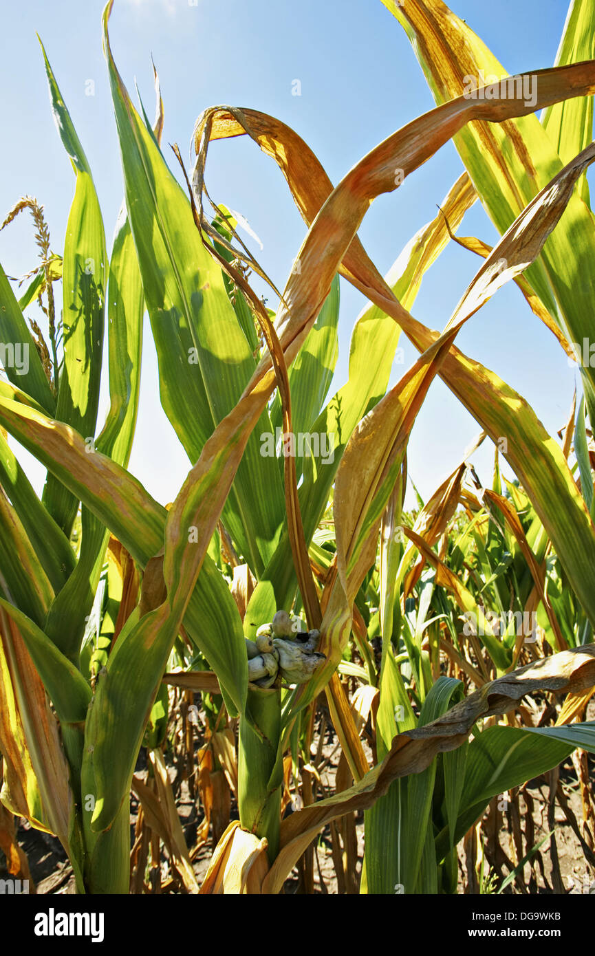 Short stalk hi-res stock photography and images - Alamy