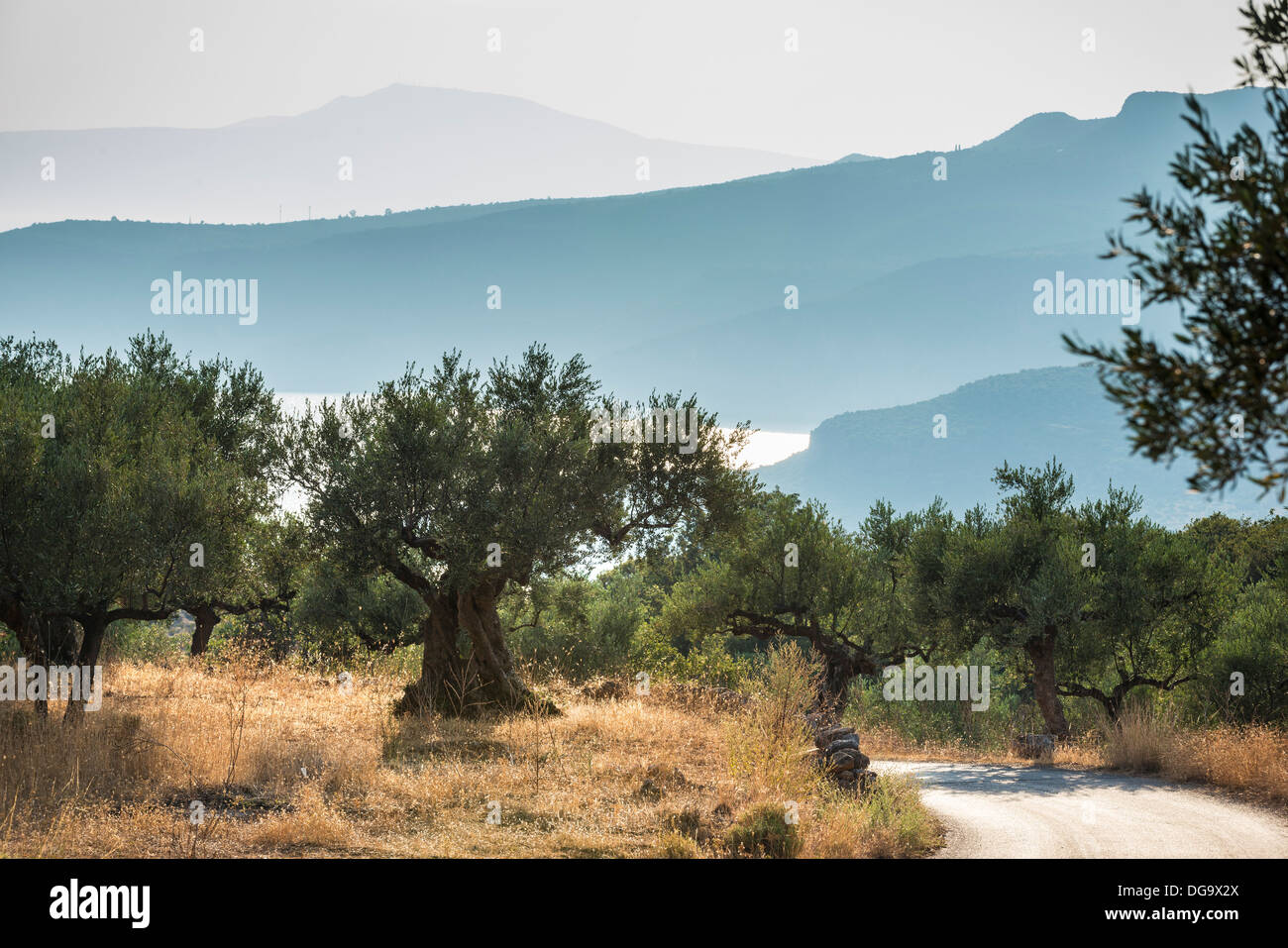 Terraces olive trees hi-res stock photography and images - Alamy