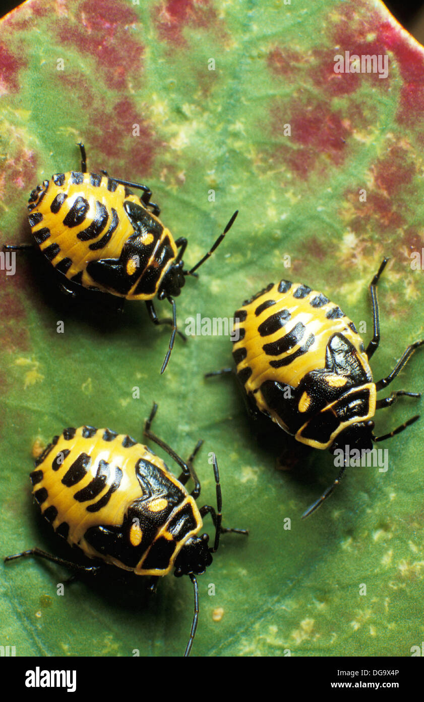 Zoology animals insect shield bug hi-res stock photography and images ...