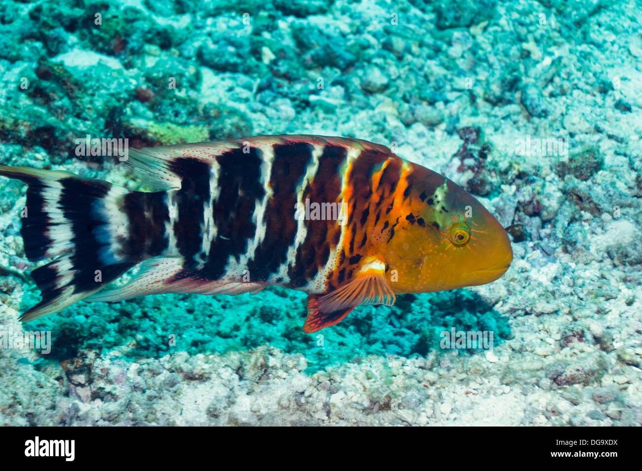 Cheilinus fasciatus hi-res stock photography and images - Alamy